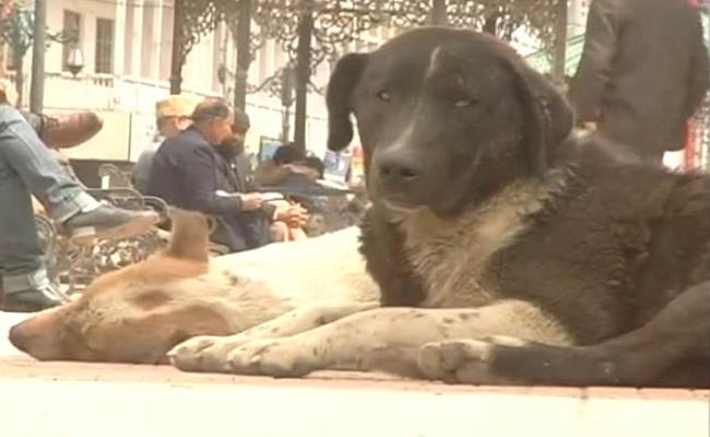 'Get Rid of Stray Dogs, It's Not AFSPA,' Says Jammu and Kashmir ...
