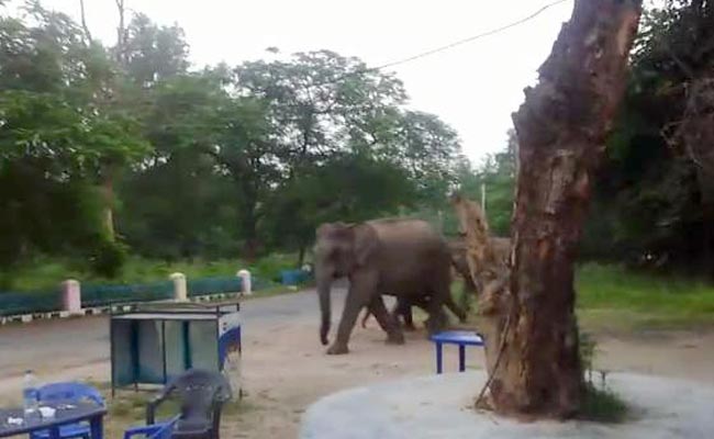 Punch-Trunk Love: Chinese Elephant Crushes Cars