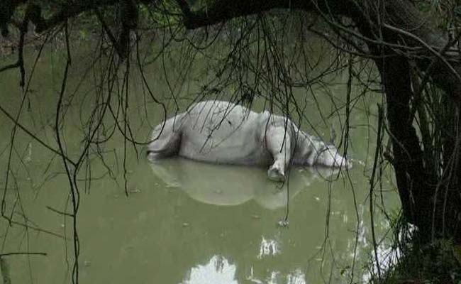 As Political Parties Lock Horns In Assam, Kaziranga's Rhinos Fall To ...
