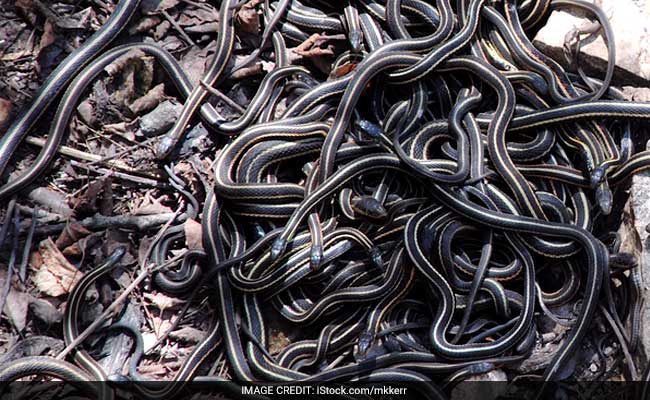 Garden Snake Bite Long Tailed Garter Snake African Snakebite