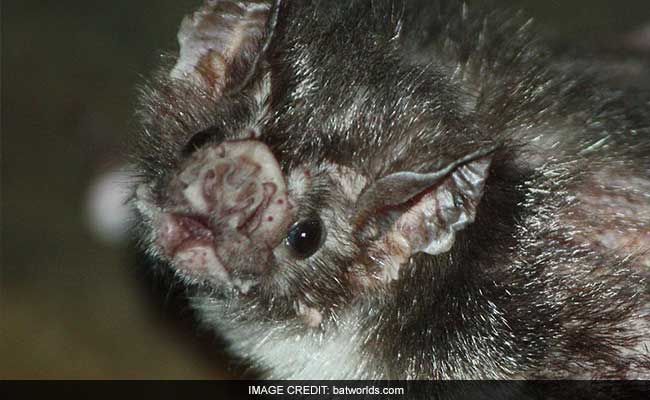 Vampire Bats Feeding On Humans Vampire Bats Are Now Starting To Bite