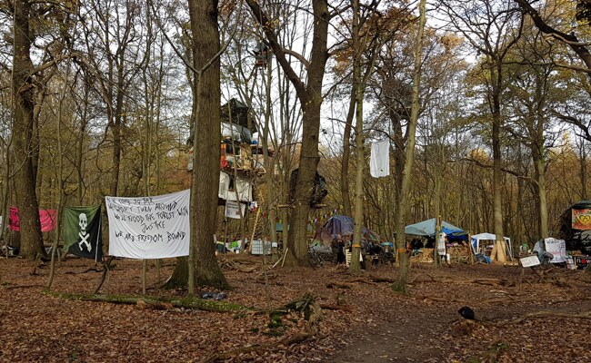 A 'Chipko Movement' In Germany Is Trying To Save Europe's Oldest Forest