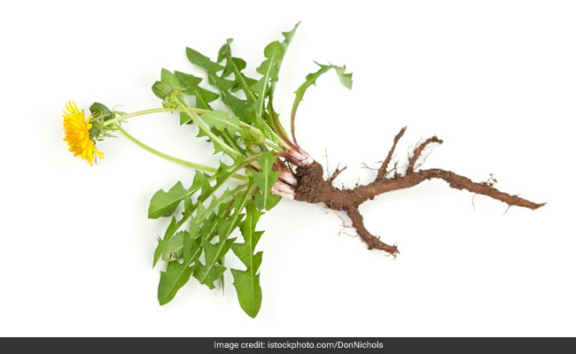 The Potential Of Dandelion Root In Fighting Cancer