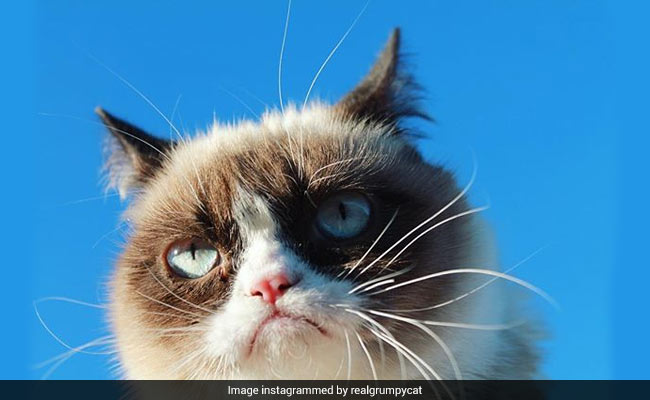 fluffy cat with grumpy face