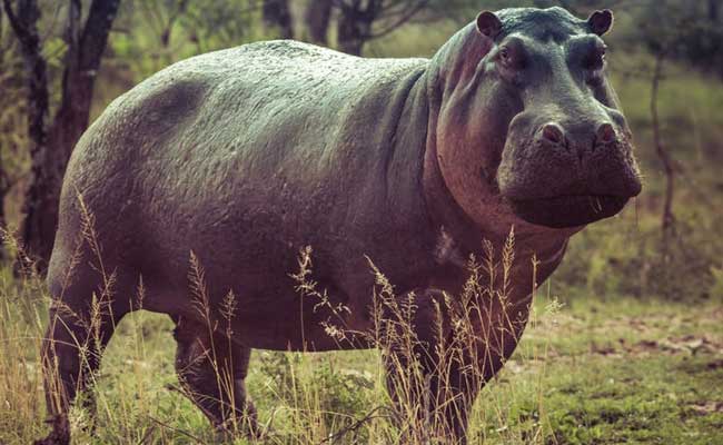 Tyson The Stray Hippo Captured In Mexico. Nobody Knows Where It Came From