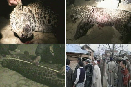 20 bullets to kill a leopard