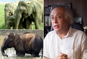 Man vs elephant: Conflict over habitat