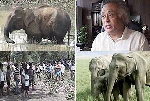 Man vs Elephant: Conflict over habitat