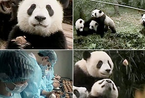 China: Auditioning for the job of Panda ambassadors