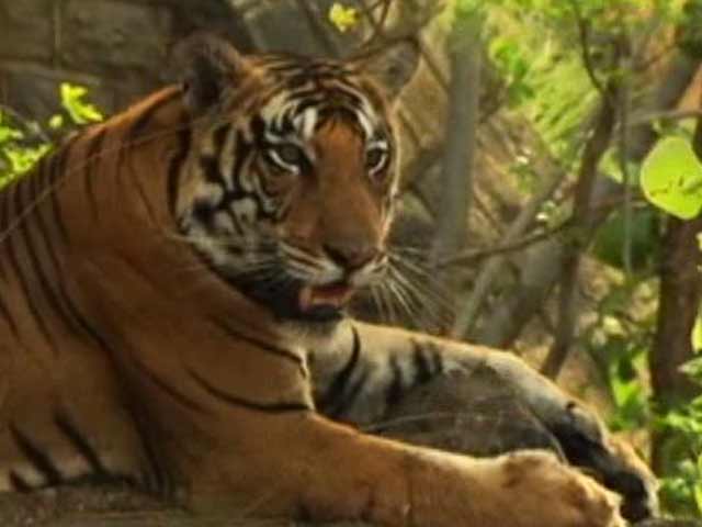 Highlights of Save Our Tigers Telethon 2