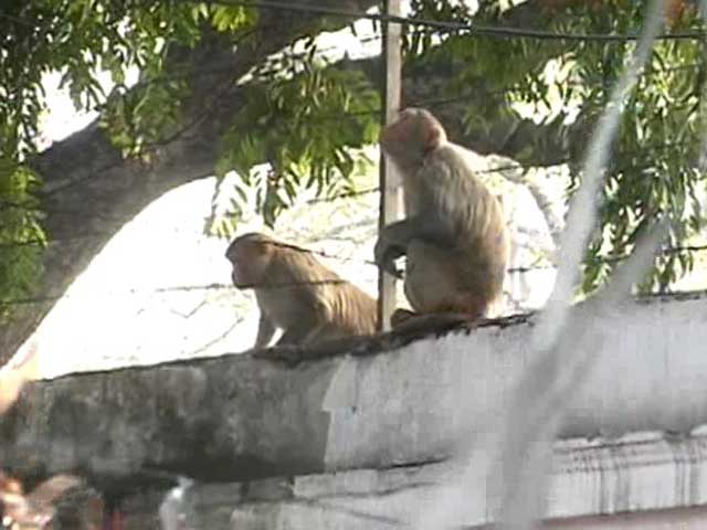 On Republic Day, Keeping the Monkeys Away