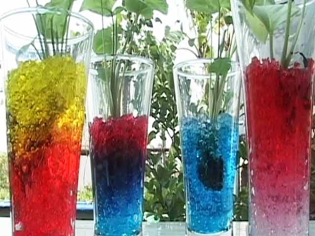 Plant Gel is The Perfect Alternative to Soil