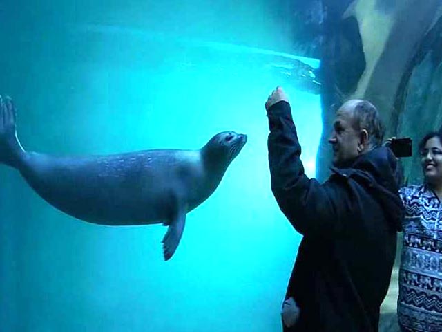 The Surreal 'Seal Dance'