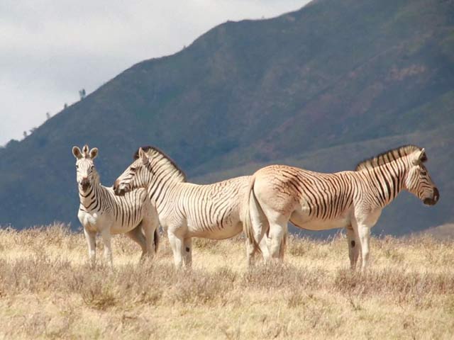 South African Conservationists Seek to Revive Extinct Zebra Species