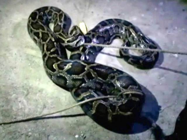 20-Foot Python 'Rescued' After Trying To Swallow A Goat In West Bengal