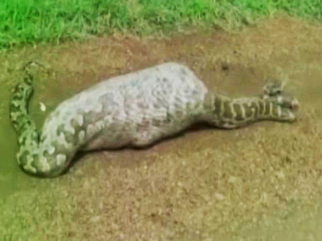 Caught on Camera: 20-Feet Long Python Swallows Nilgai In Gujarat